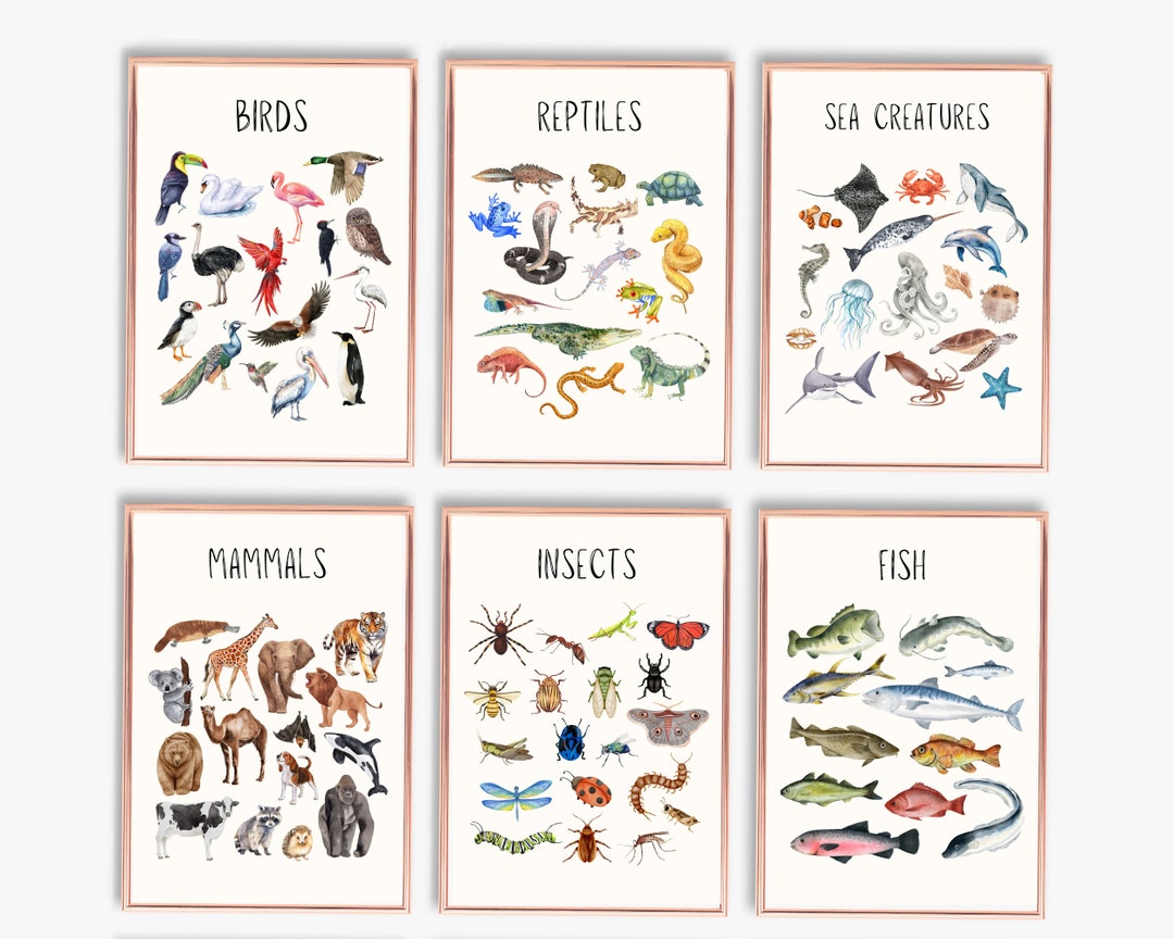 Animal Classifications Prints Set of 6 | Homeschool Printable ...