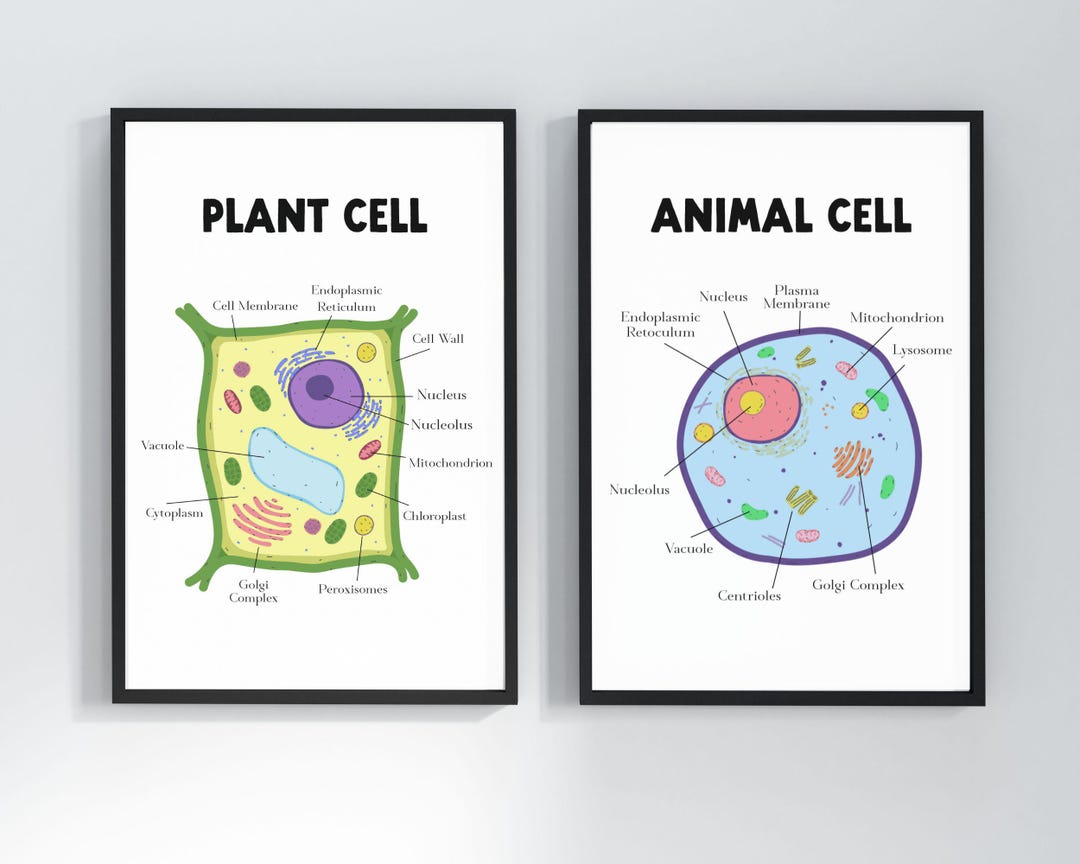 Labeled Plant & Animal Cell Biology Posters | Educational Science Wall ...