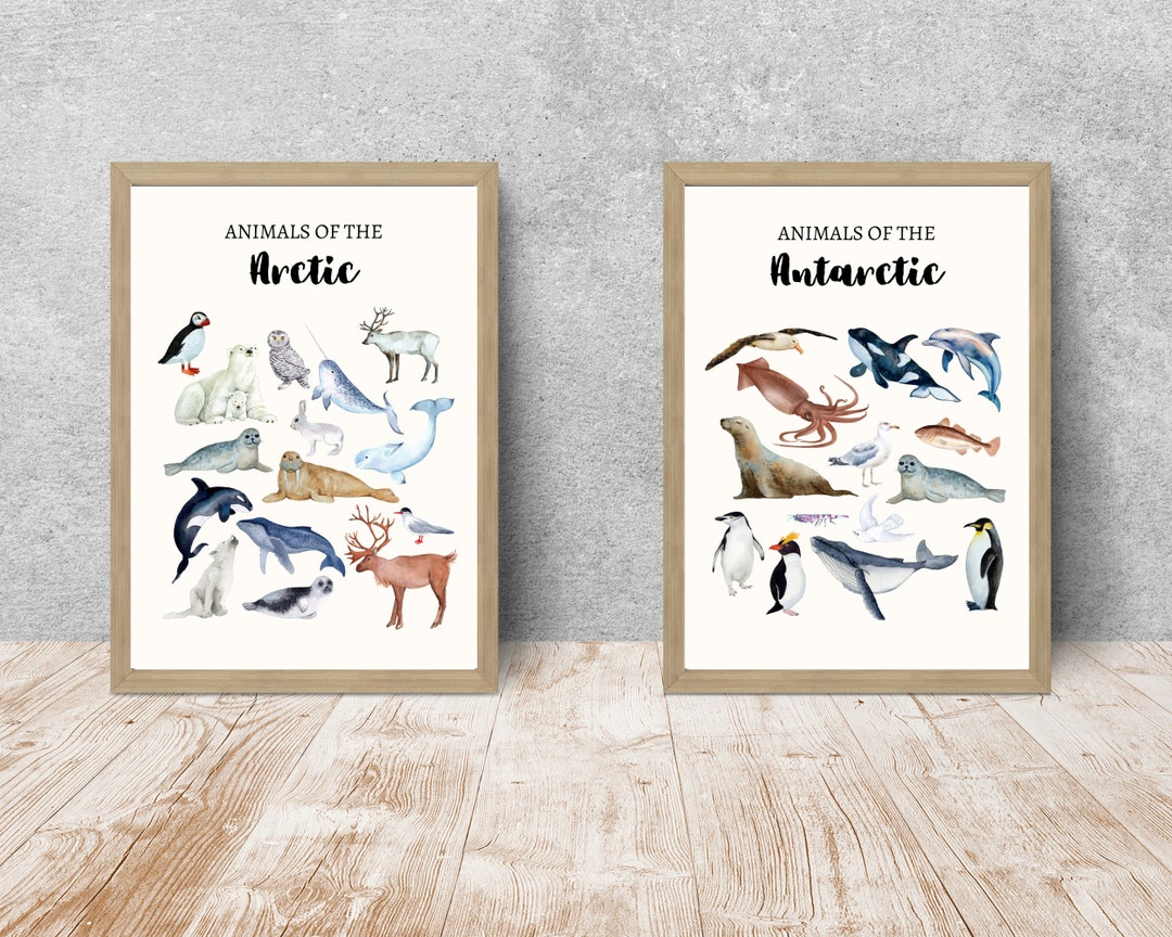 Polar Arctic Animals Educational Prints for Montessori Homeschool ...
