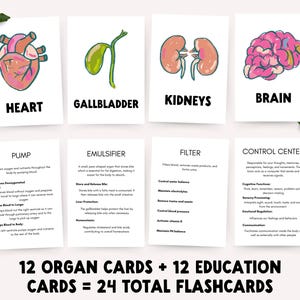 Human Anatomy Flashcards | Human Body Parts & Organs Cards for ...