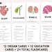 Anatomy Flashcards Printable – Human Body Parts & Organs for Homeschool ...