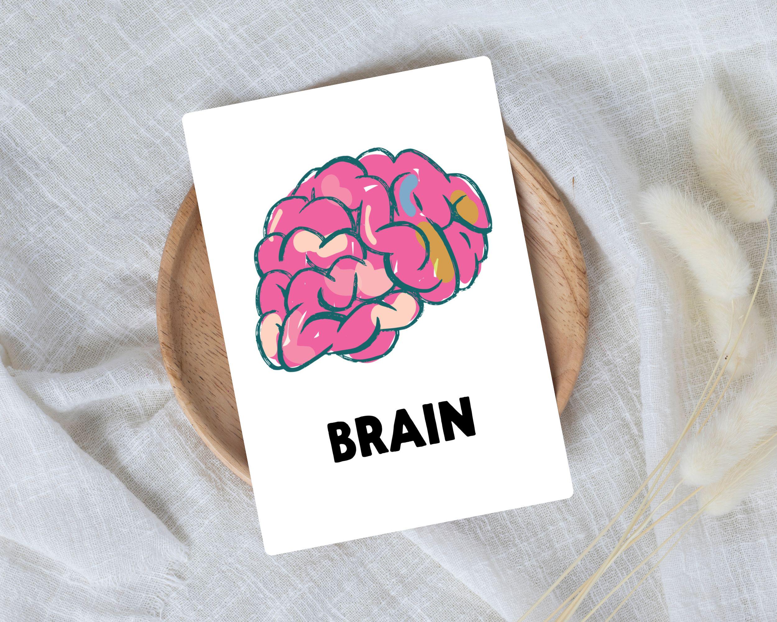 Human Anatomy Flashcards | Human Body Parts & Organs Cards for ...