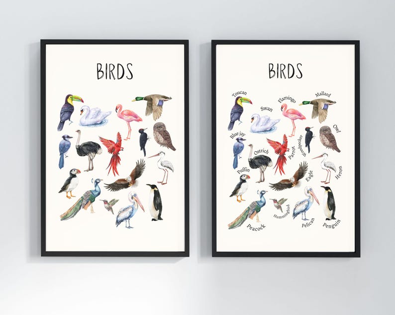 Birds Educational Posters | Nature Playroom Wall Art | Bird Art for ...