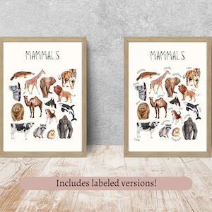 Animal Classifications Prints Set of 6 | Homeschool Printable ...