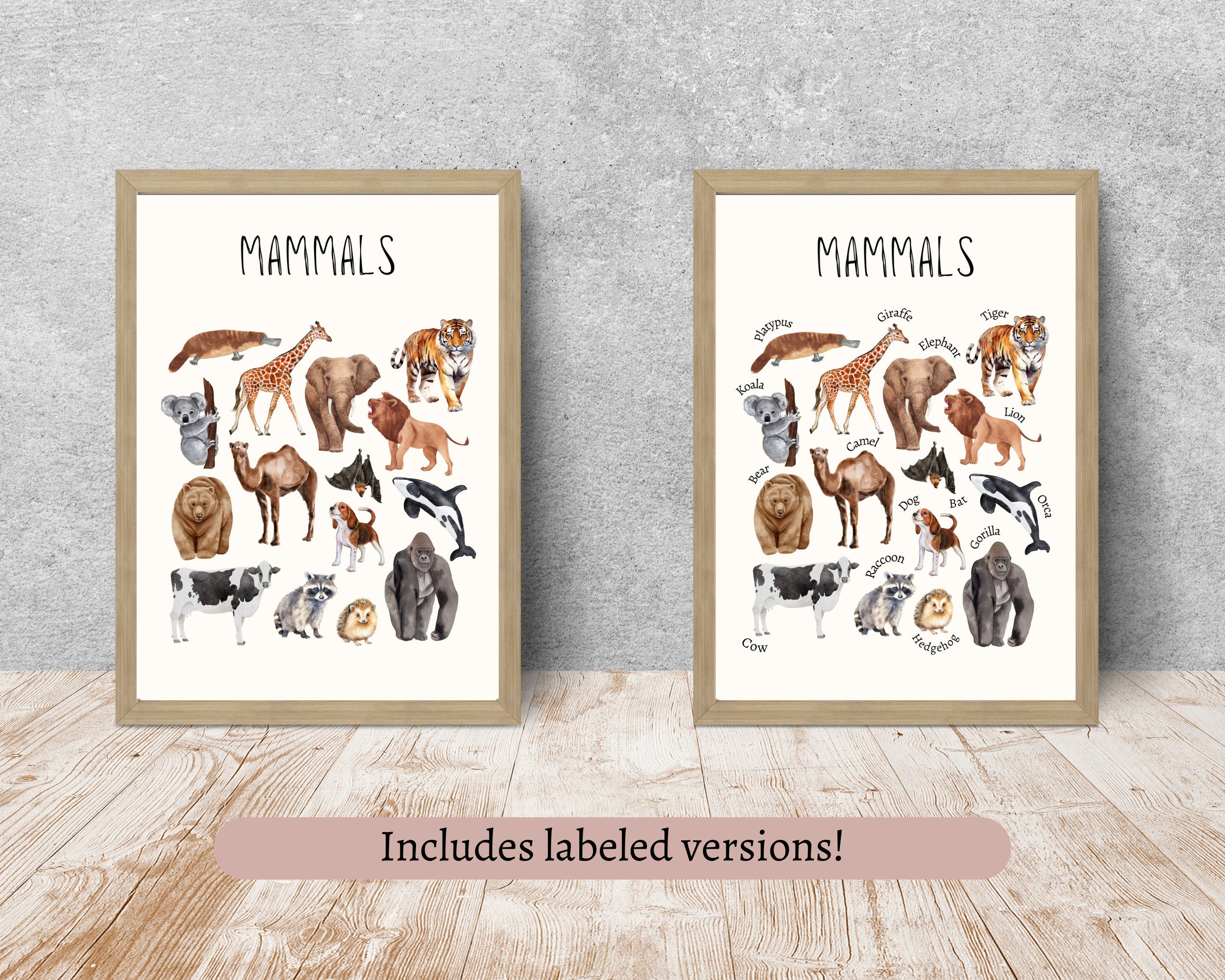 Animal Classifications Prints Set of 6 Homeschool Printable Animal ...