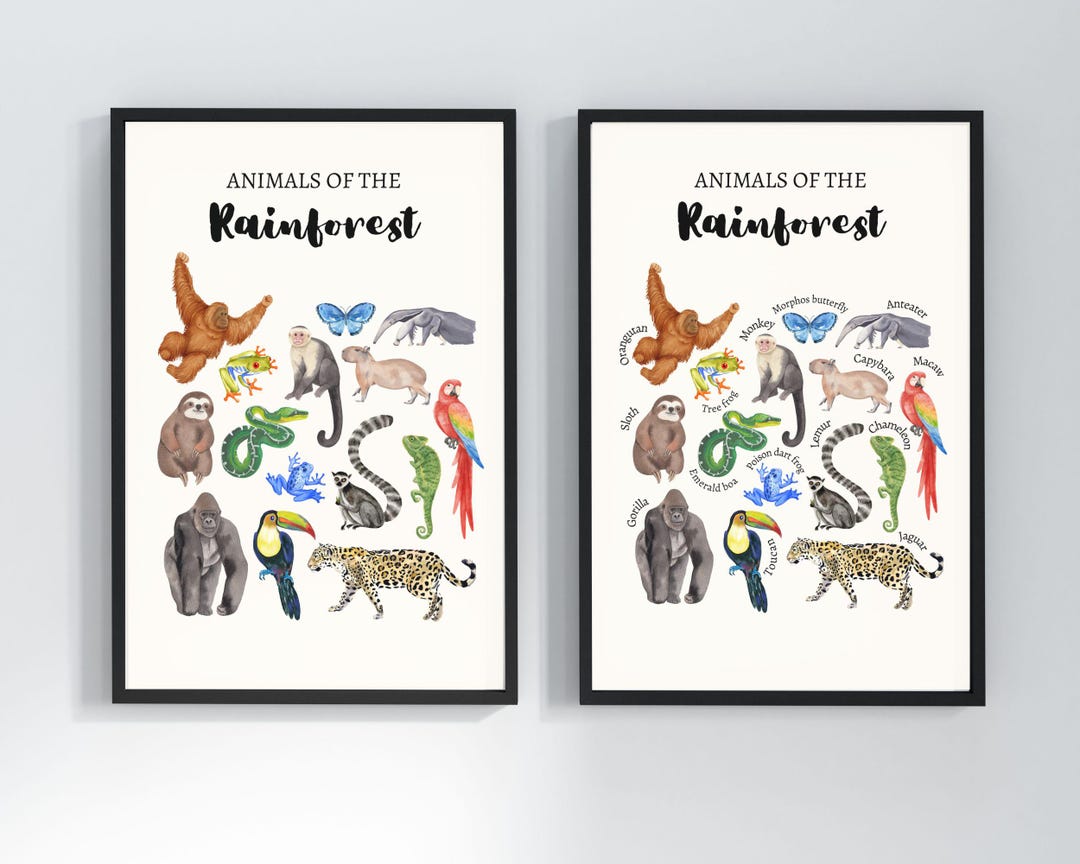 Rainforest Wildlife Educational Art Print | Jungle Animals Nature ...