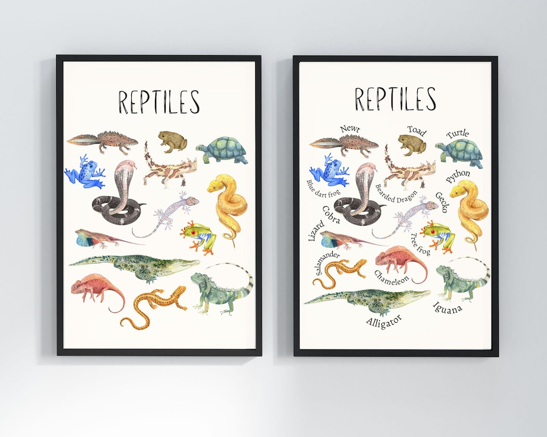 Reptiles Educational Print | Nature Playroom Wall Art | Reptile Art for ...