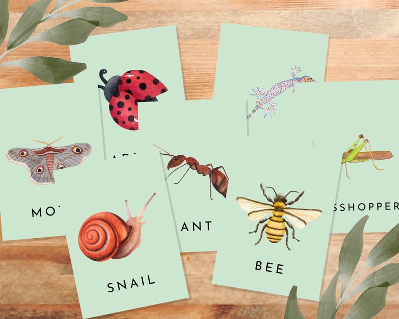 22 Insects and Reptiles Flashcards Montessori Flashcards - Etsy