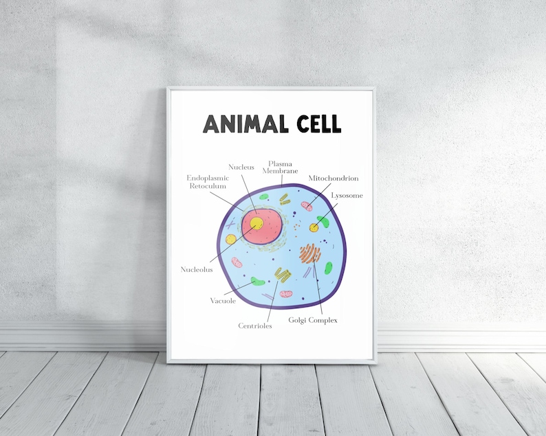 Labeled Plant & Animal Cell Biology Posters | Educational Science Wall ...