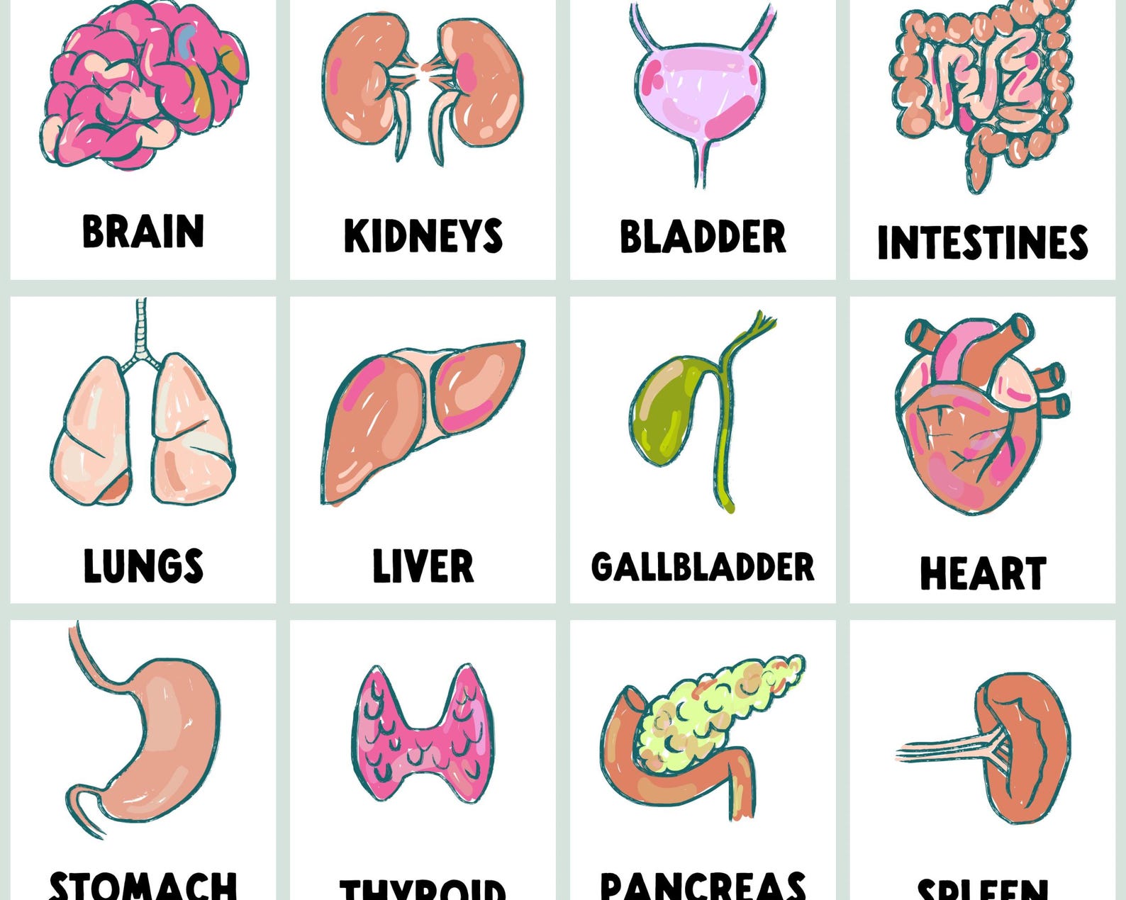 Human Anatomy Flashcards | Human Body Parts & Organs Cards for ...