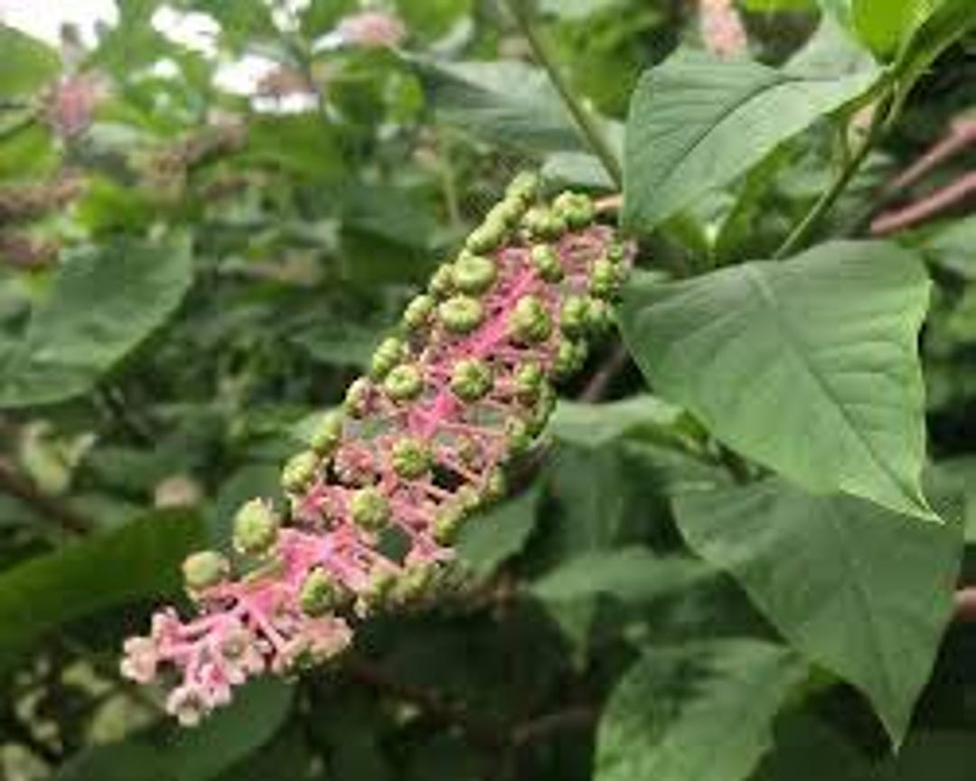 AMERICAN POKEWEED Phytolacca Americana Dried Seeds Folk *edible Poke ...