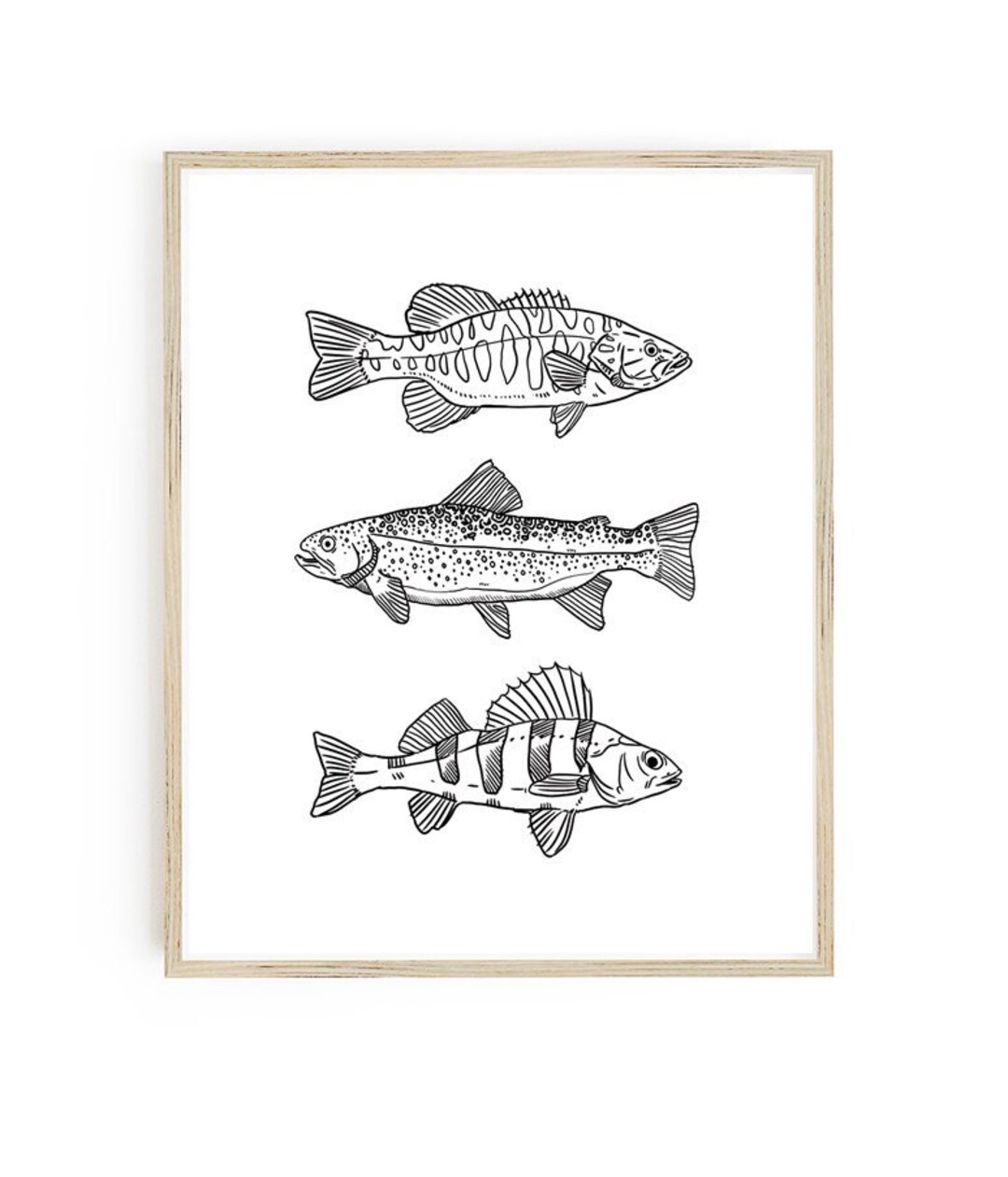 Poster - Freshwater Fish | Made in Quebec | Illustration | Perch ...