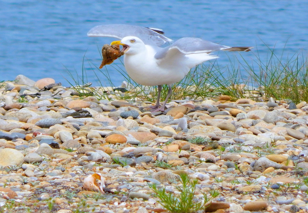 Seagull With Shell on a Beach in Montauk, NY - Etsy
