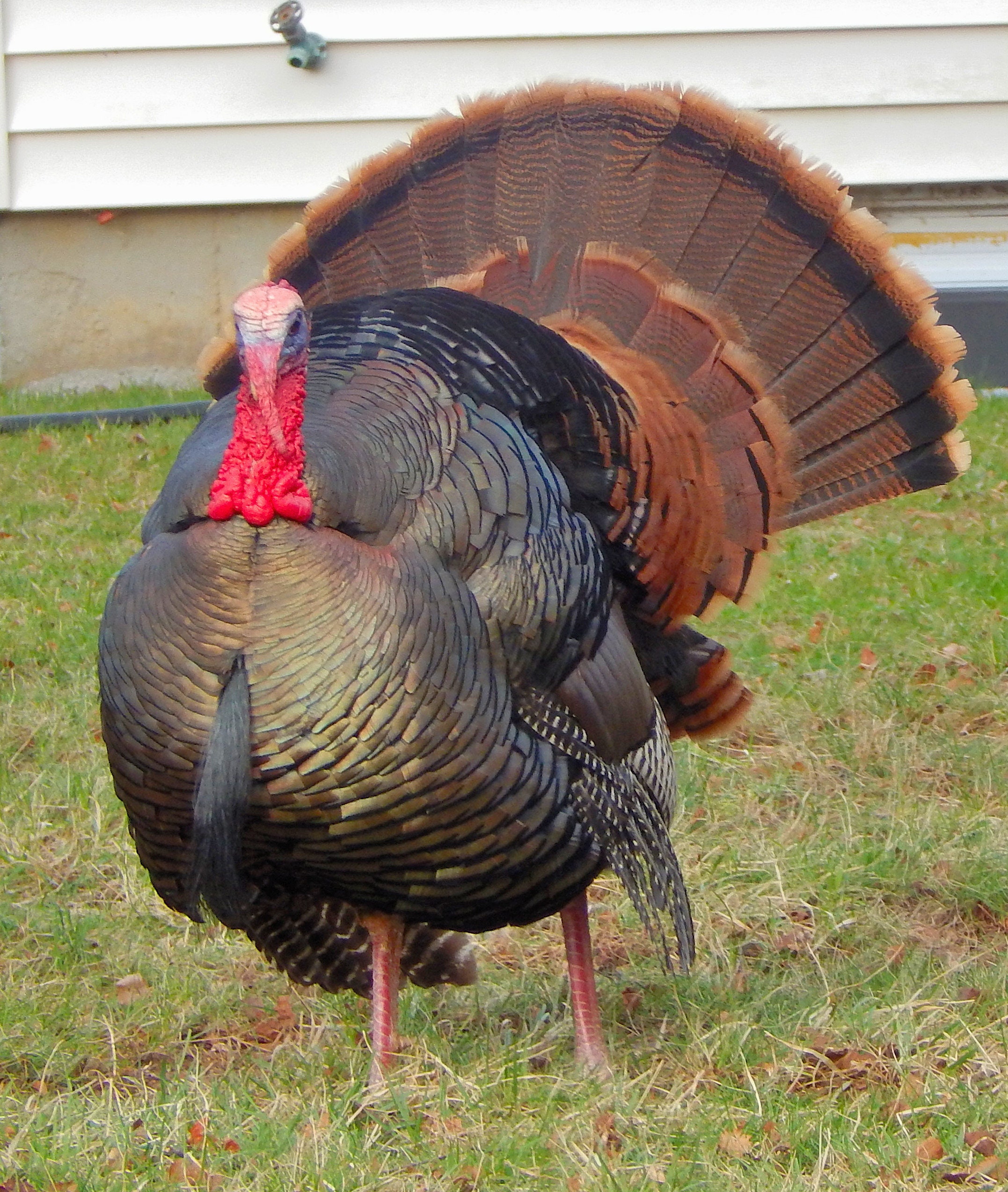 Tom Turkey - Etsy
