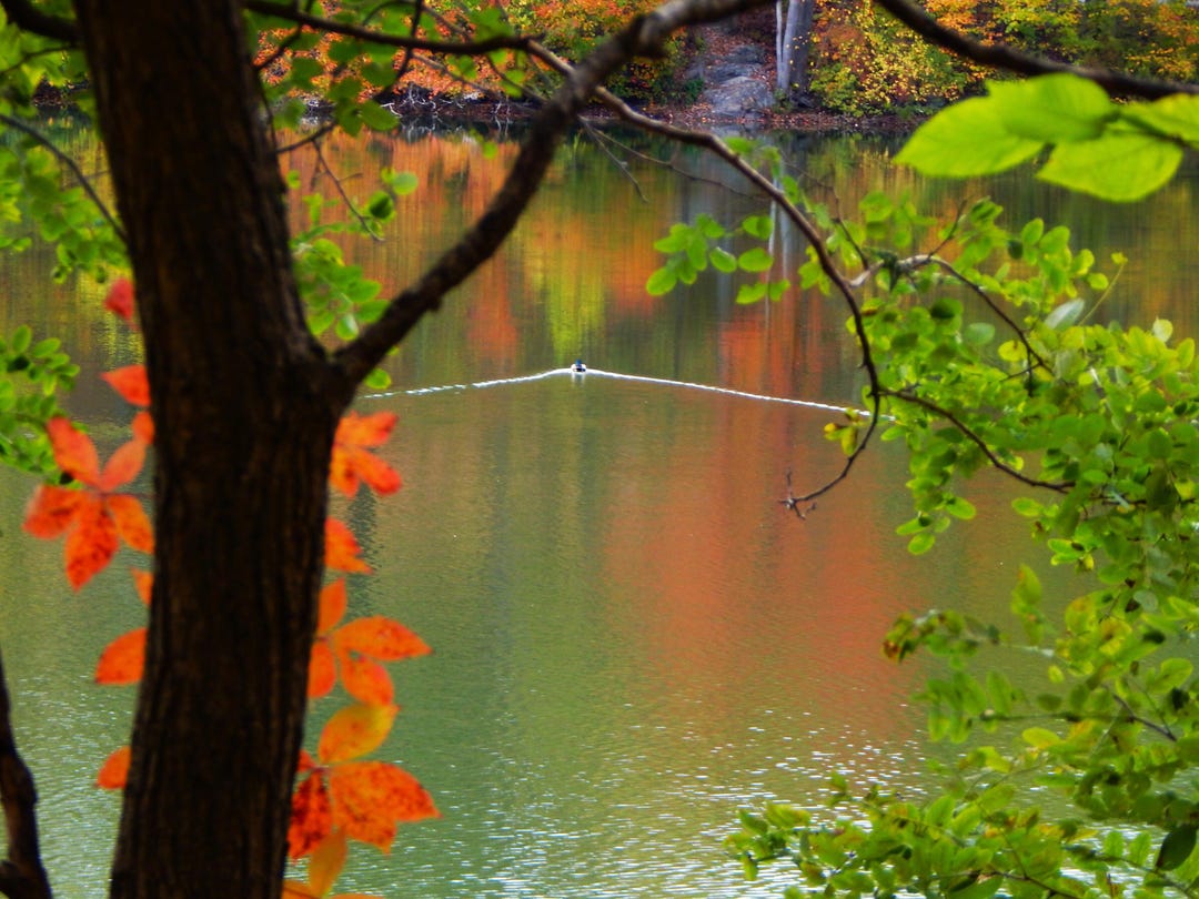 Duck Making a Wake on a Lake in Autumn (digital Download) - Etsy