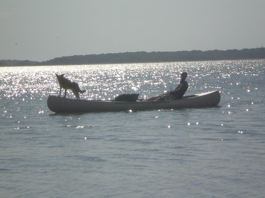 Dogs and a Guy in Their Canoe (digital Download) - Etsy