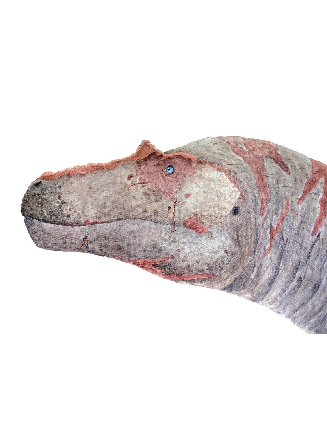 Limited Edition A3 Watercolour Albertosaurus Portrait — Prehistoric ...