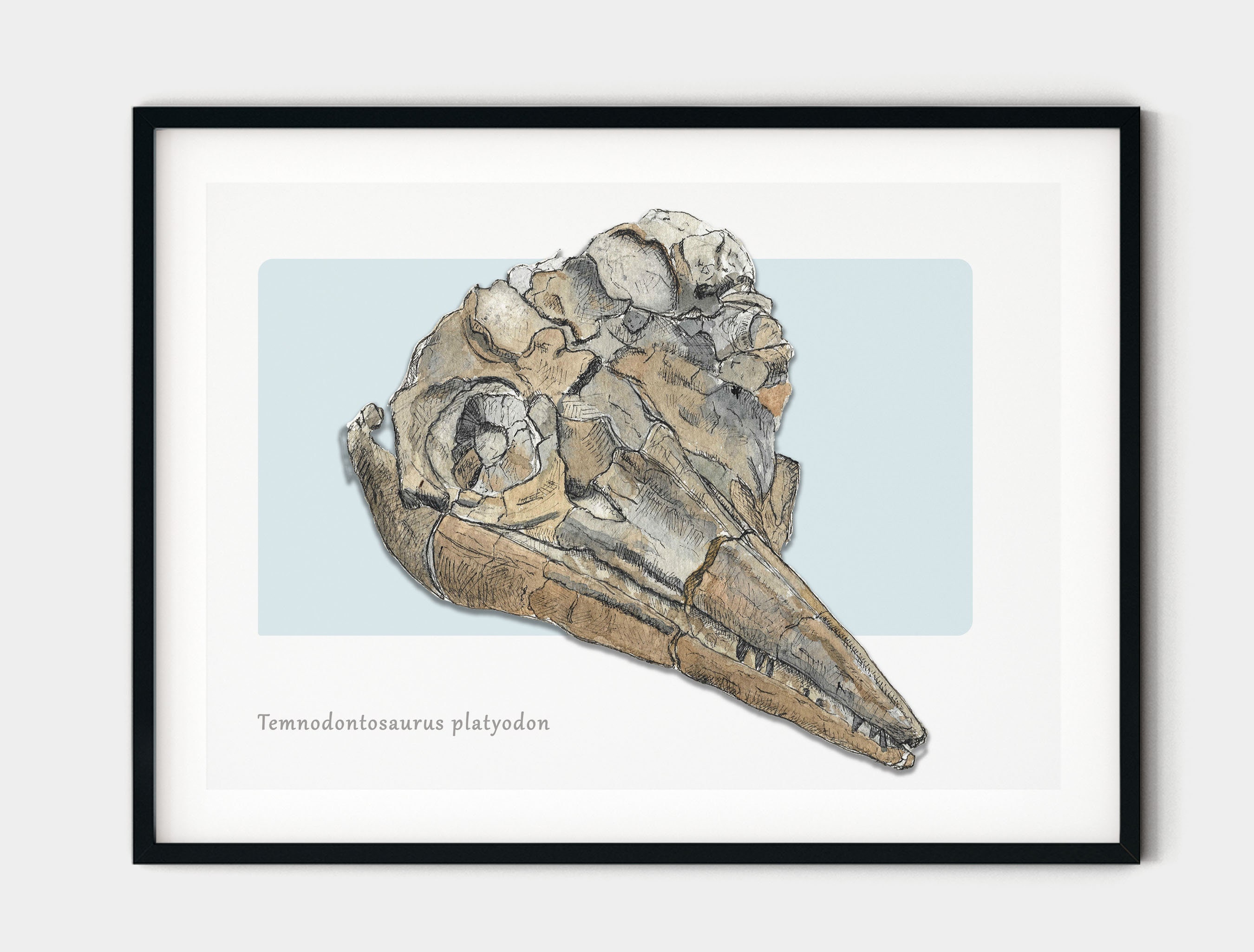 Temnodontosaurus Fossils