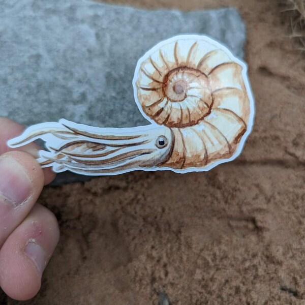 Ammonite - Etsy