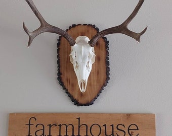Roe Deer Antler Skull European Mount SW10694 - Etsy