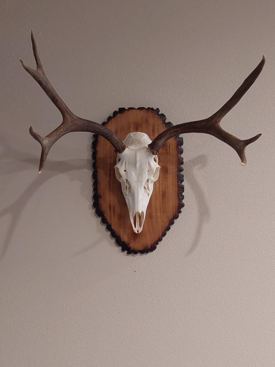 European Mount for Deer - Etsy
