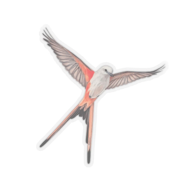 Scissor-tailed Flycatcher Sticker - Etsy