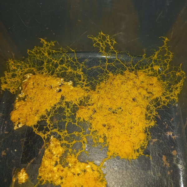 Est Ce Que Cissus Populnea Content Du Calcium - Etsy Canada