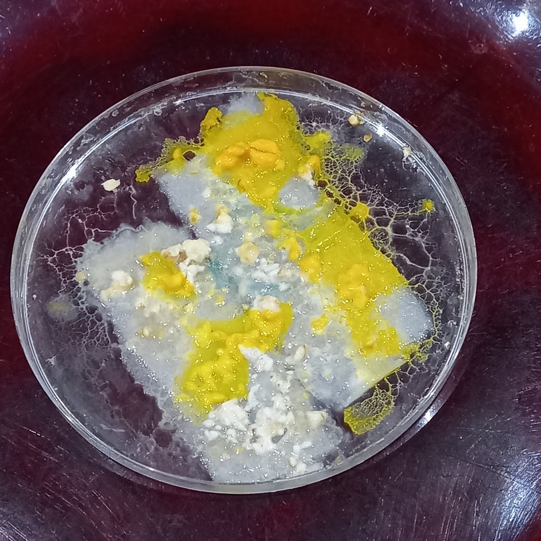 Lot of 3 Blob Sclerotia B2 (badhamia Utricularis) - Etsy