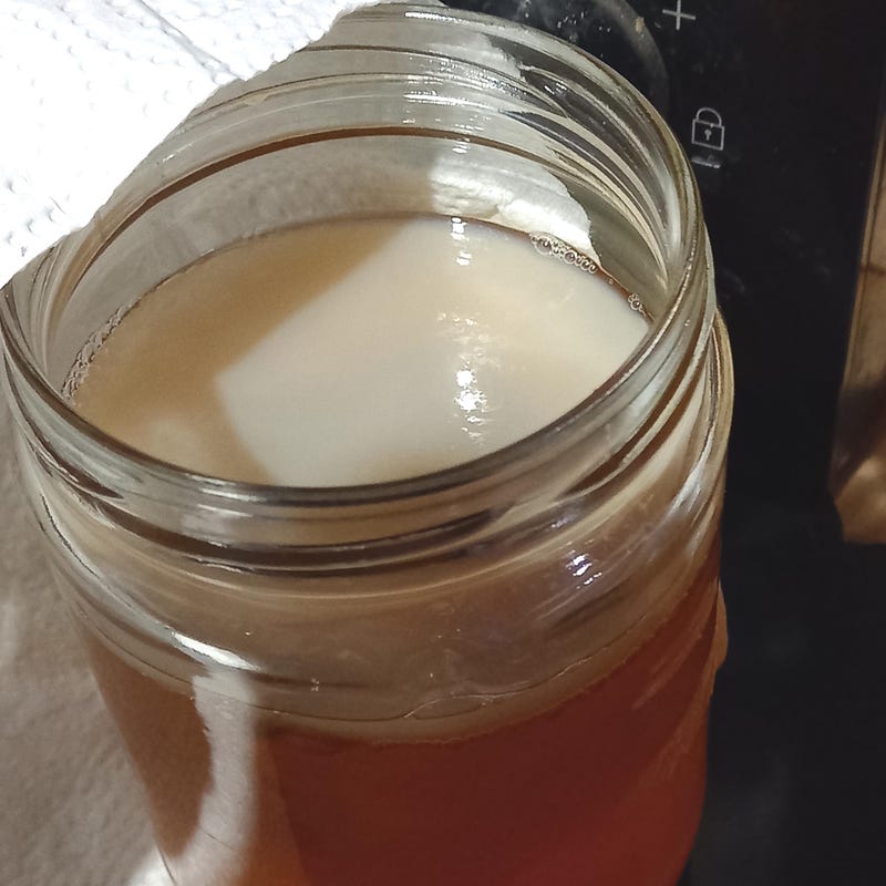Starter kombucha kit - Etsy Italia