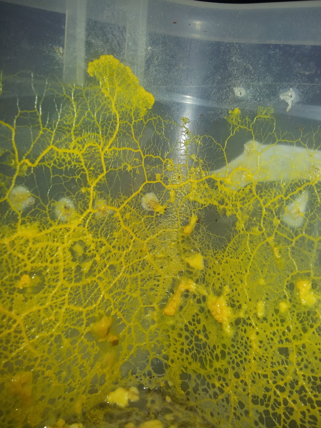 Batches of 5 Sclerotia From Unidentified Blobs - Etsy