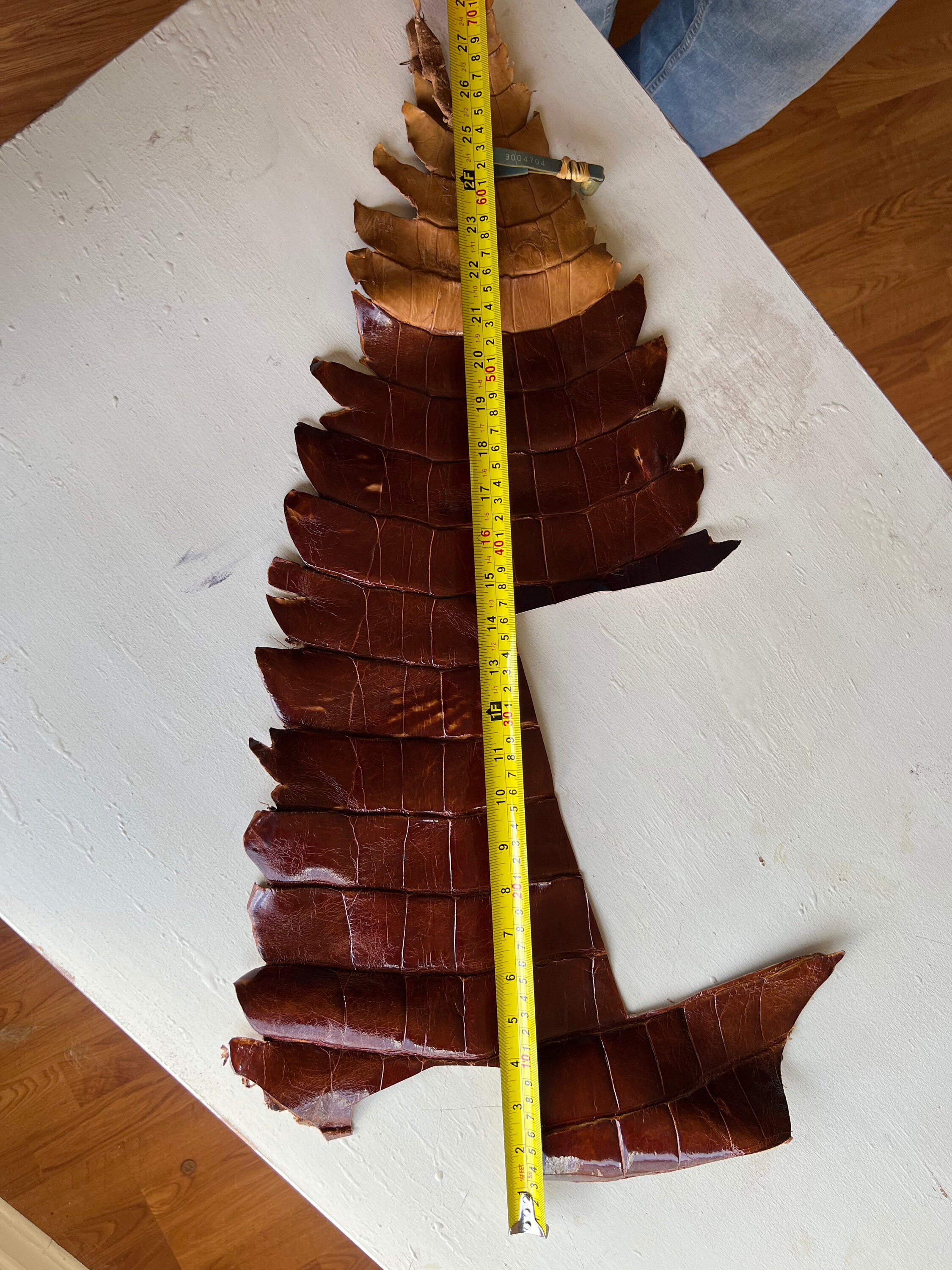Alligator Tail Leather - Etsy