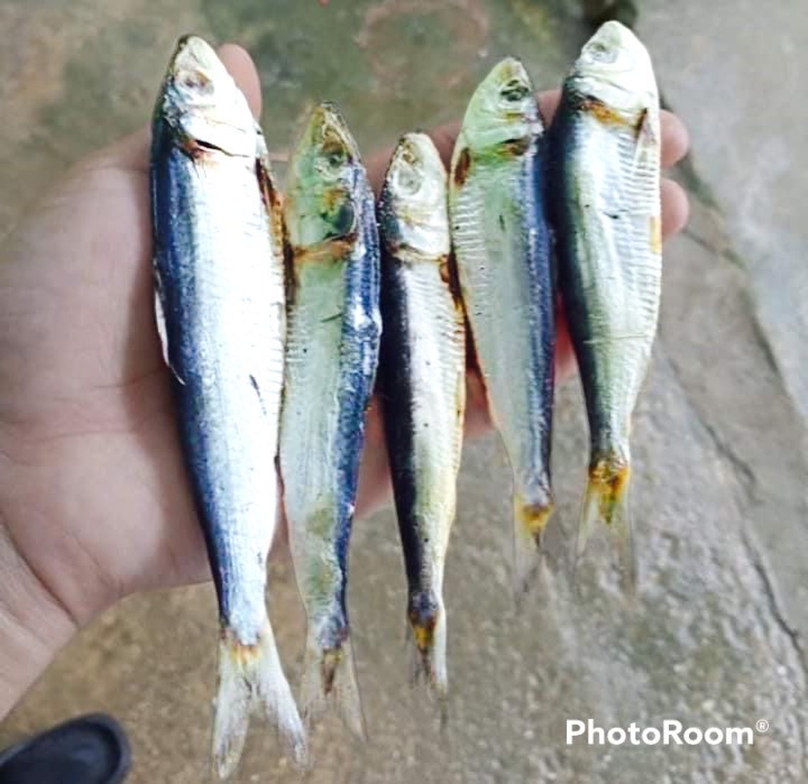 Tuyo Hubad 160g Tuyo Tamban Salinas Dried Herring No - Etsy