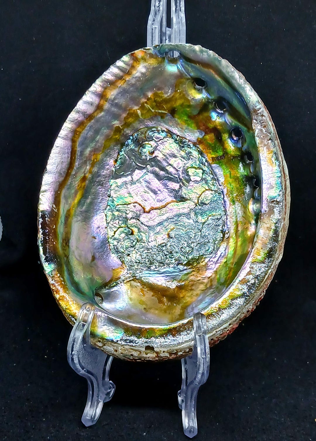 Natural Iridescent Abalone Shell With Stand Large Abalone Shell ...