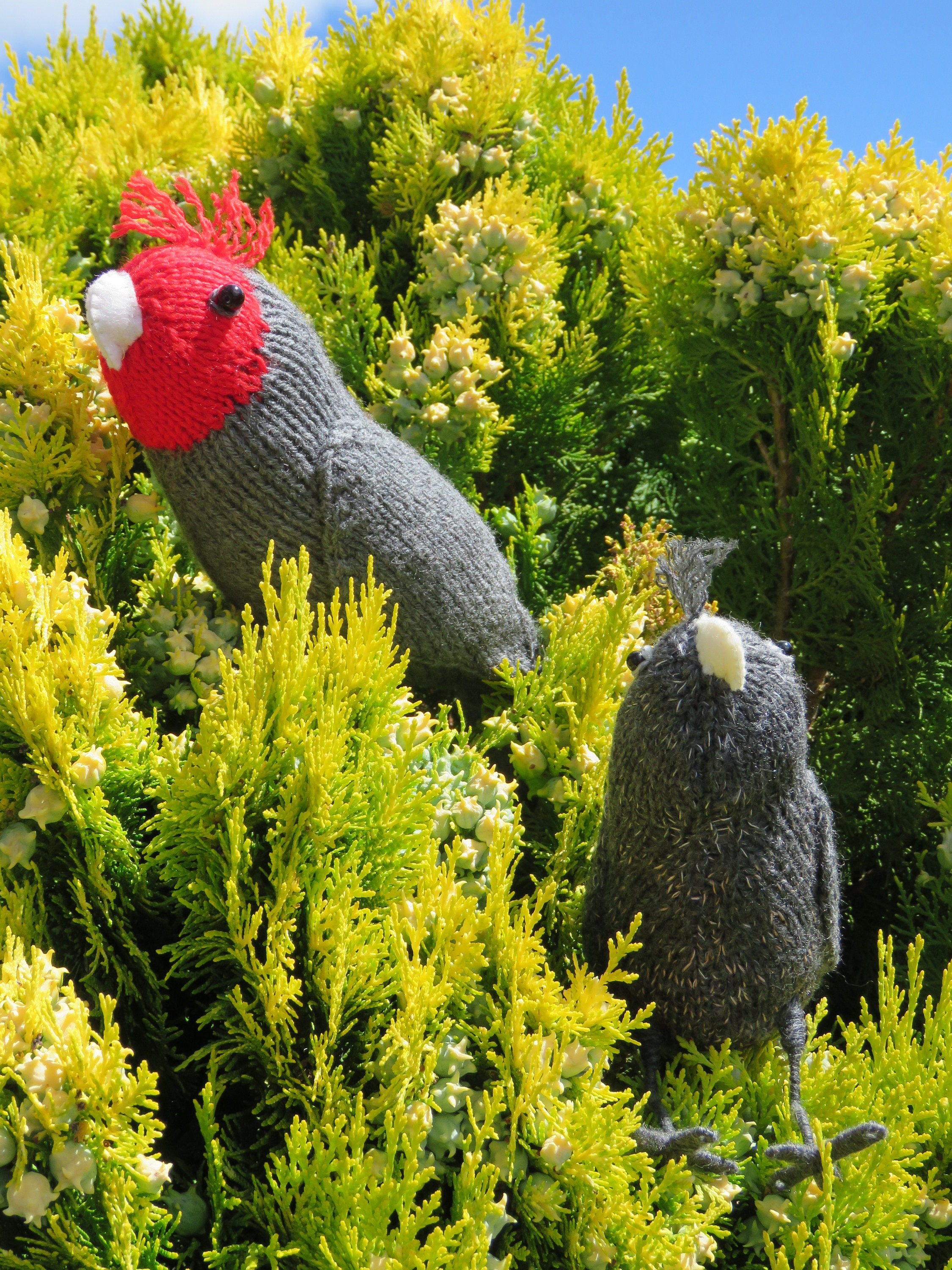 Australian Native Gang Gang Cockatoo Parrot Knitted Bird - Etsy