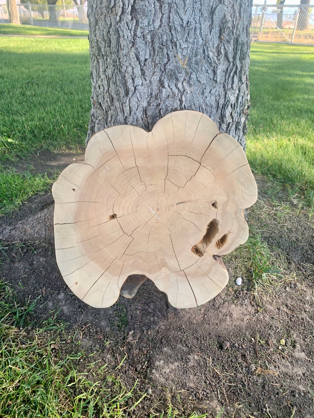 Wood Centerpiece,juniper Wood Slice, Log Home Decor, Unfinished Wood ...