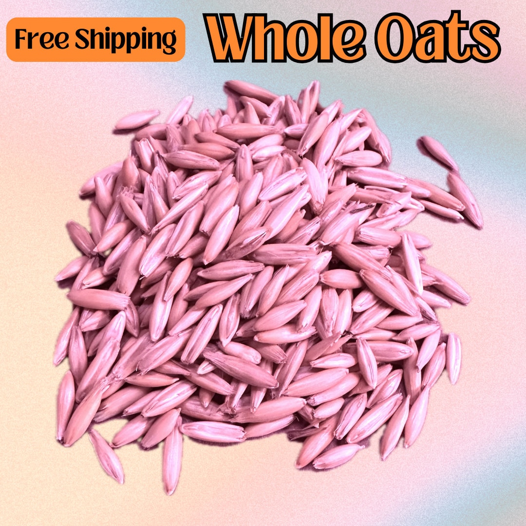 10lb Whole Oat Grain Mushroom Grain Spawn Substrate Locally Sourced ...