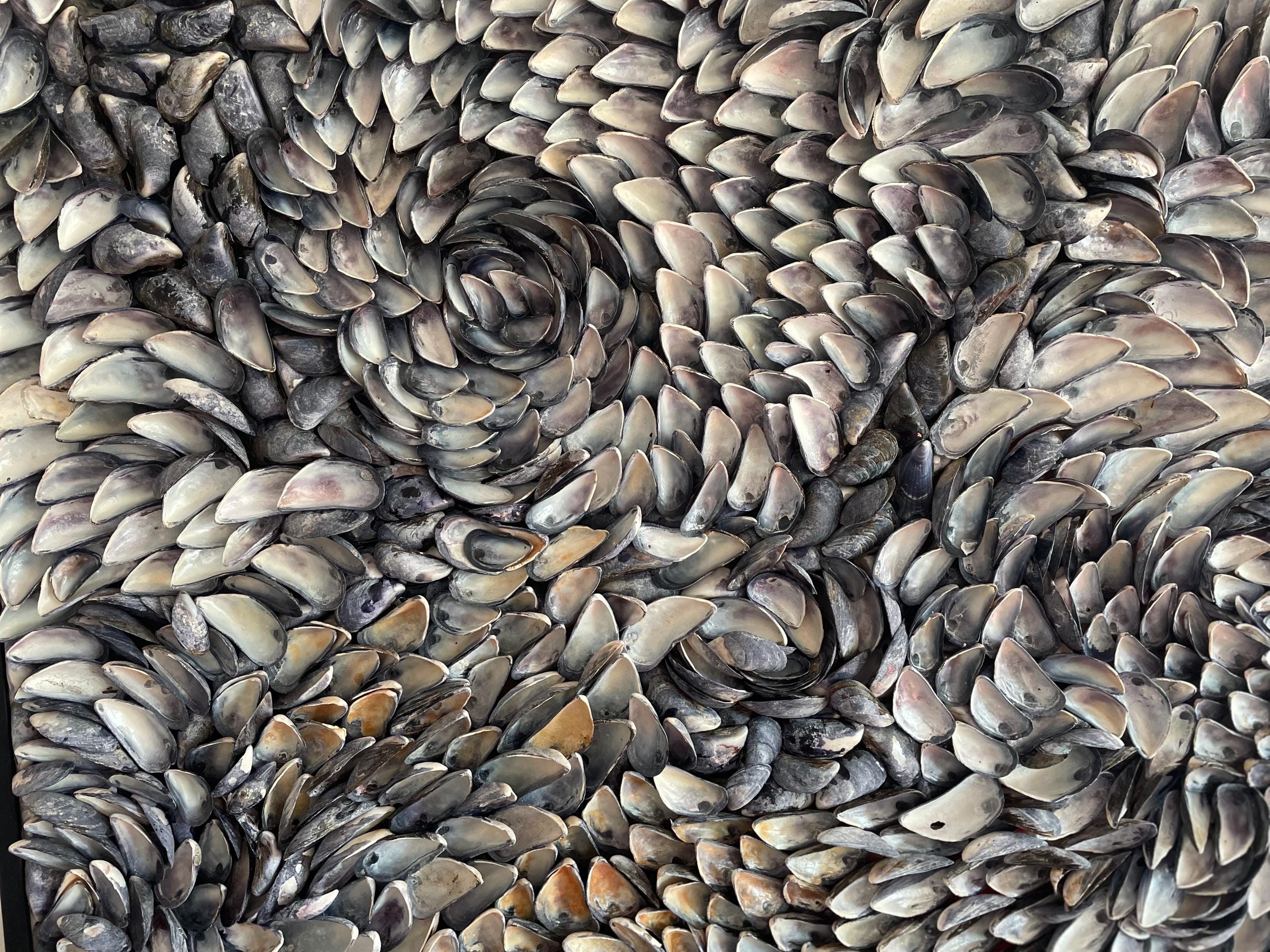 Framed Mussel Shell Wall Mosaic, Coastal Wall Art - Etsy UK