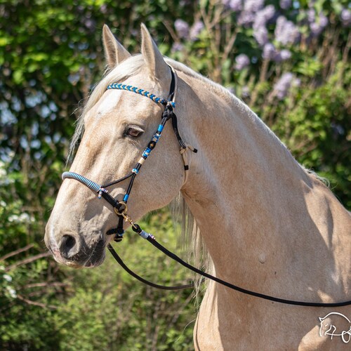 Sidepull Pony Coloring Pages