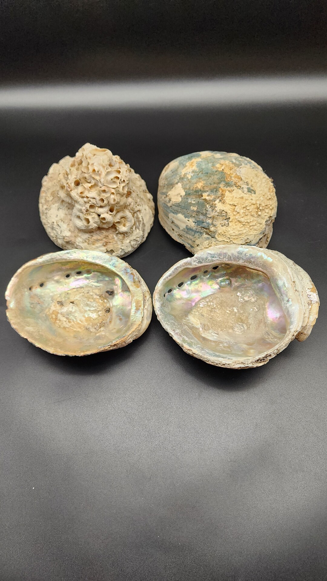 Abalone Shells **LARGE** Lot of 4 - Etsy