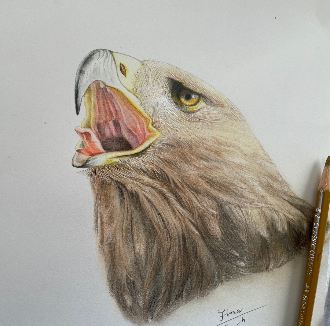 Color Pencil Drawing:shouting of the Eagle - Etsy