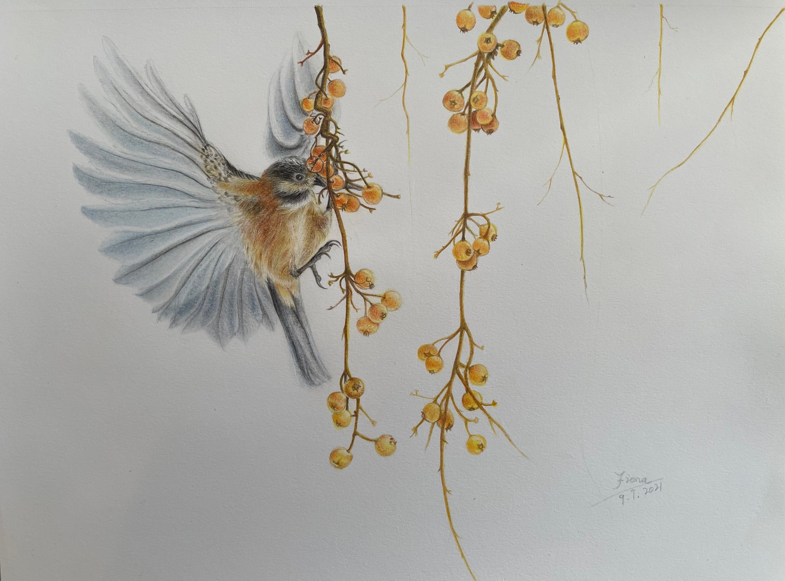 Color Pencil Drawing:shouting of the Eagle - Etsy