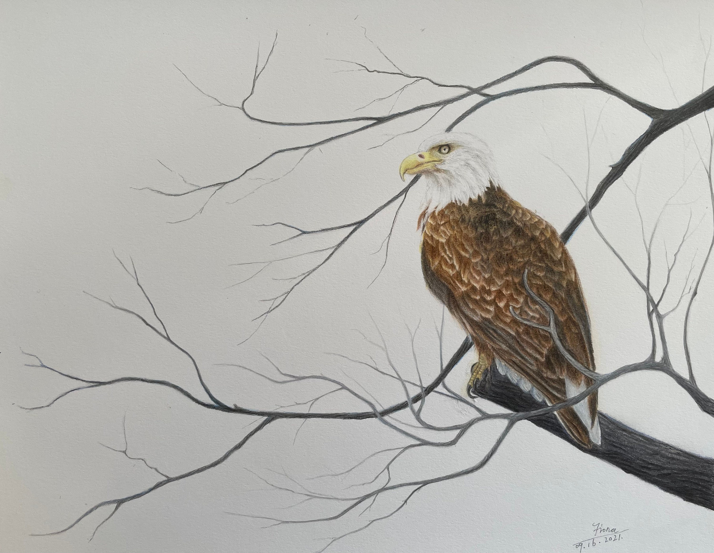 Color Pencil Drawing:shouting of the Eagle - Etsy