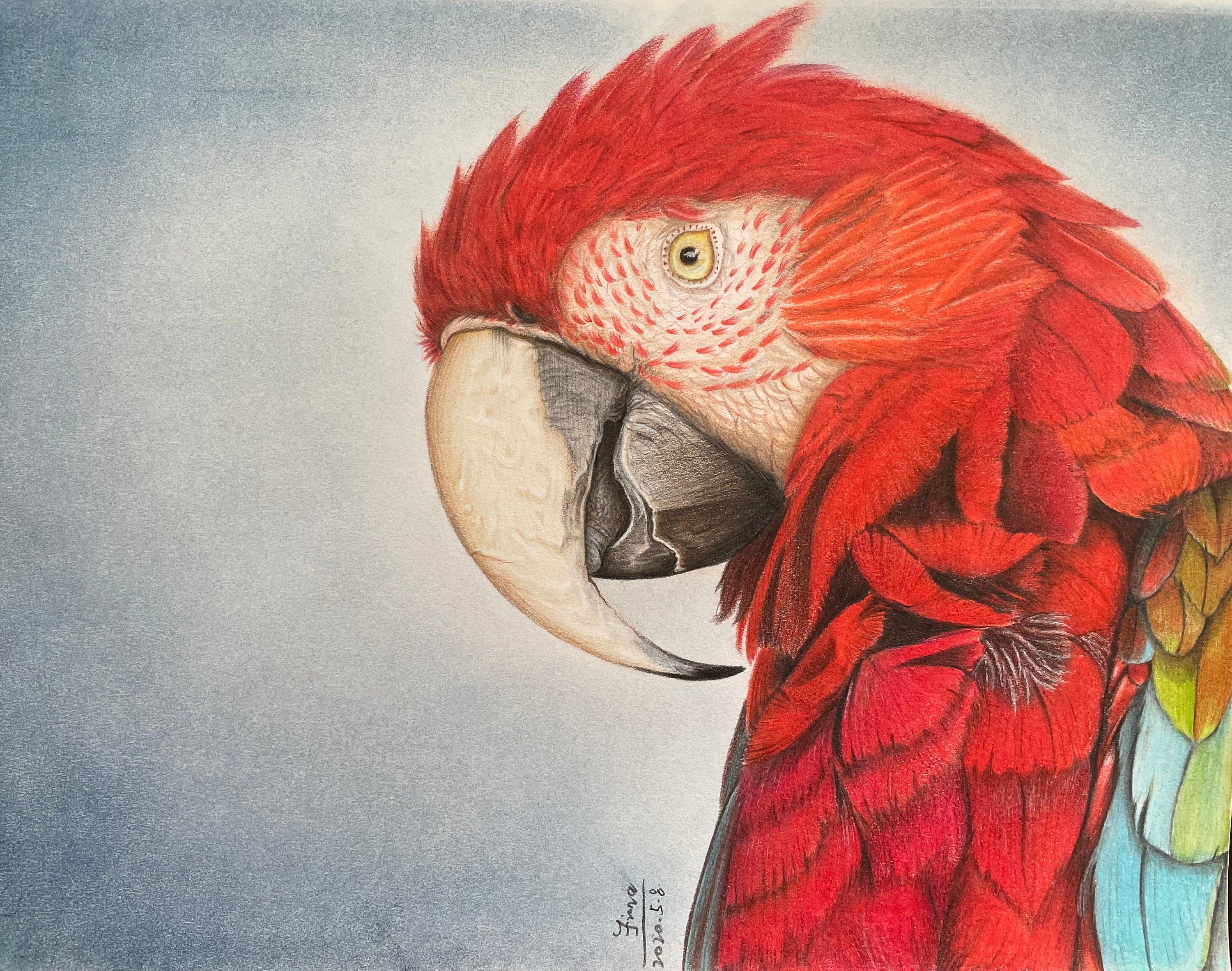 Color Pencil Drawing:shouting of the Eagle - Etsy