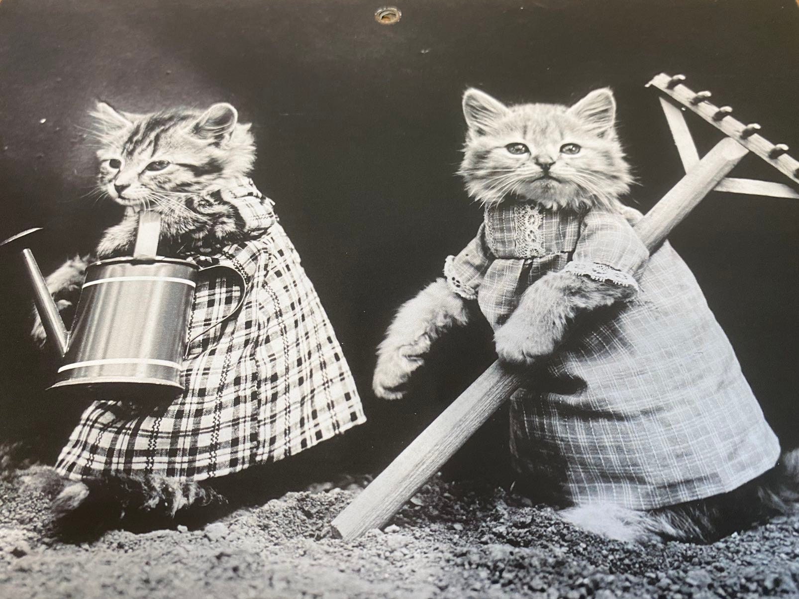 2023 Vintage Cats Calendar, Funny Cat Wall Calendar, Classic Black and ...