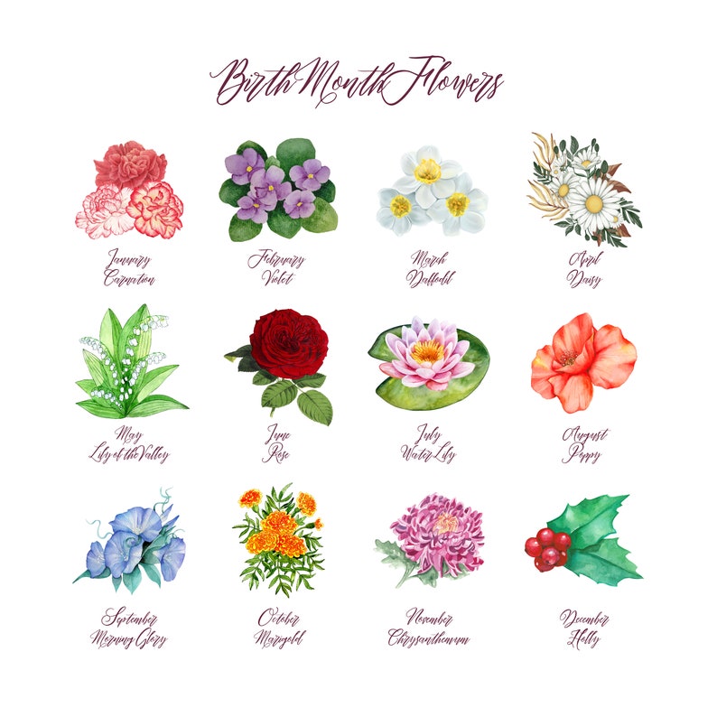 Birth Month Flowers, 12-months, Illustrated Flower Artwork, Square ...
