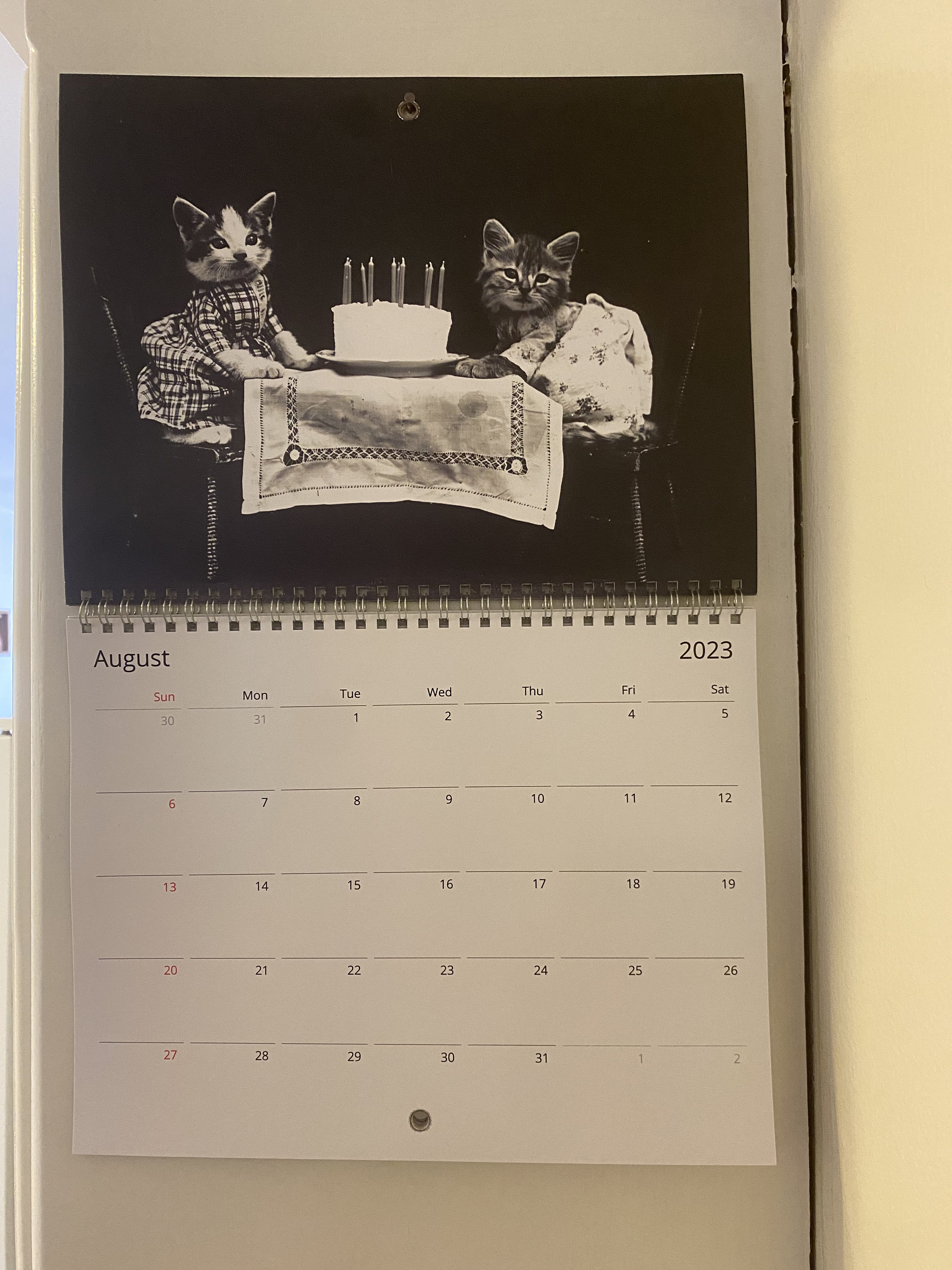 2023 Vintage Cats Calendar, Funny Cat Wall Calendar, Classic Black and ...