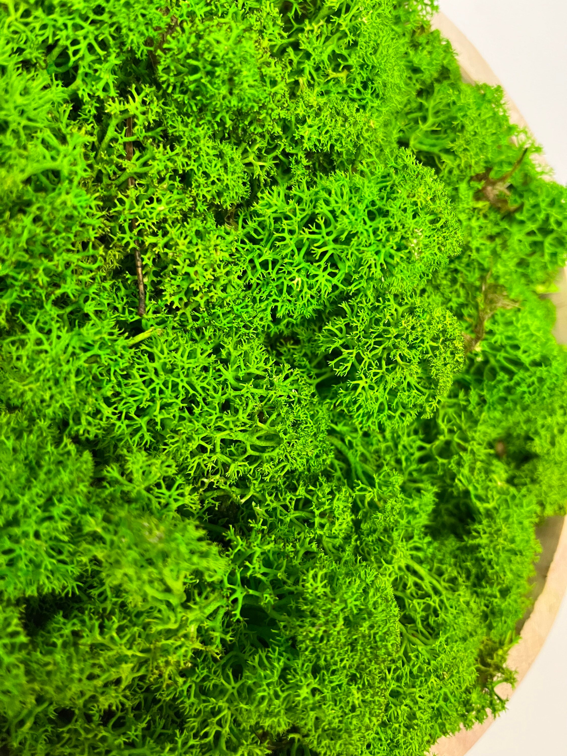 Plant Frame / Round Frame / Foam Frame / Stabilized Foam / - Etsy