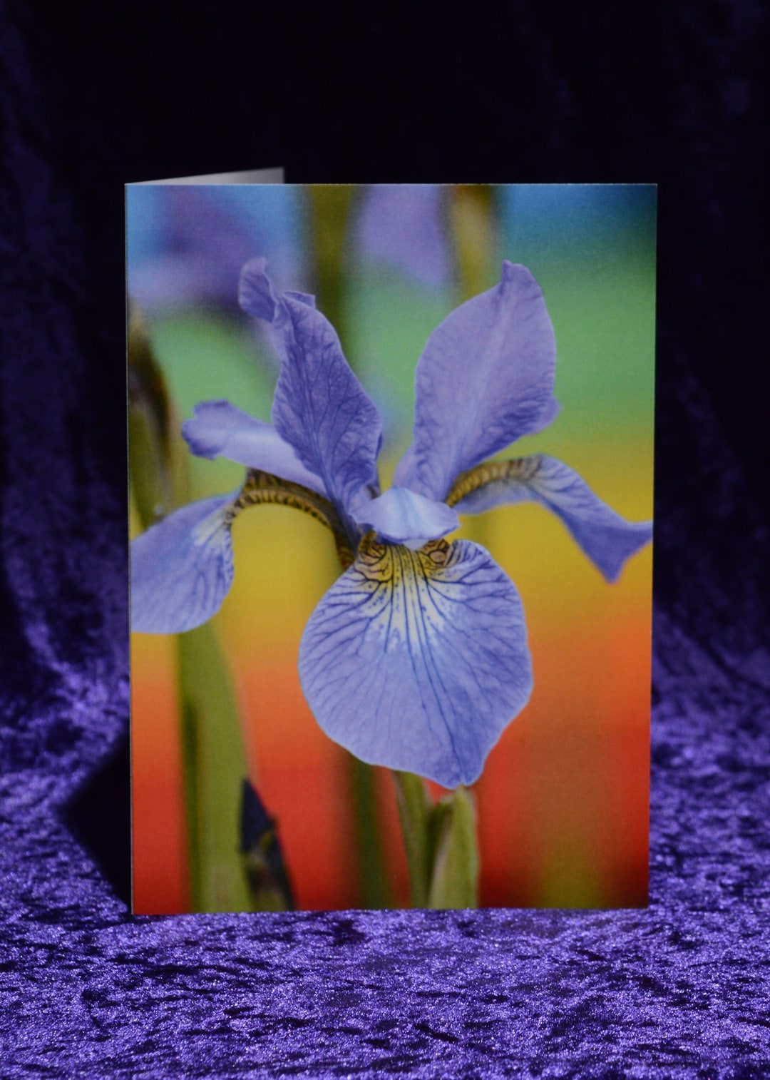 Iris Greetings Card - Etsy