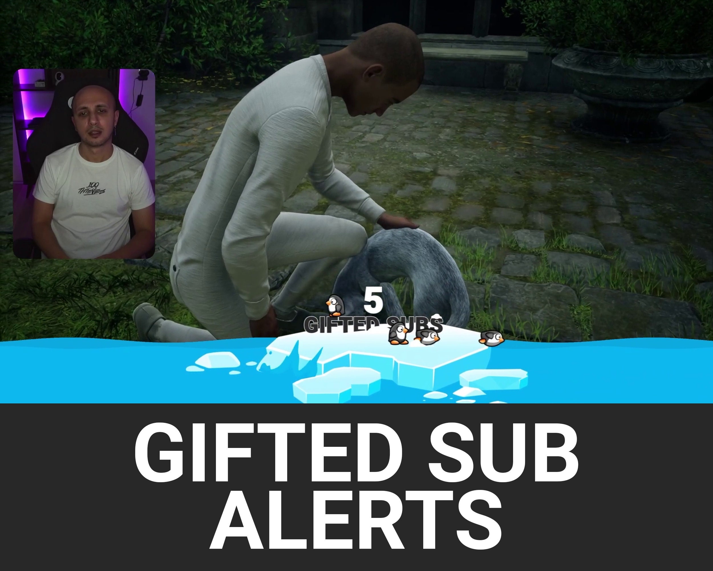 Penguin Gifted Sub Alerts for Twitch Streams, Funny Cute Bird Animal ...