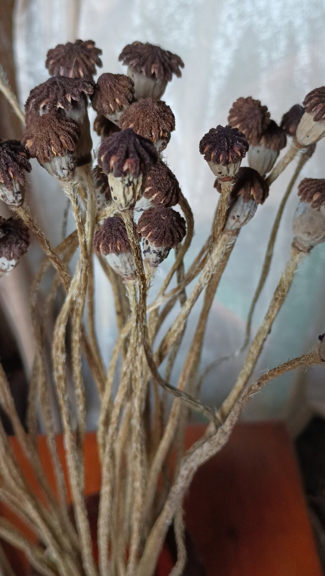 Dried Poppy Seed Heads Dried Flowers Decor Arrangements Wreath Making ...
